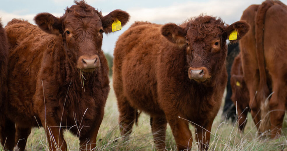 The Cattle Site | Home