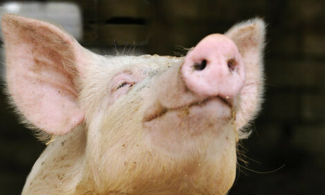 The Different Breeds of Swine - Arapawa Island. Arapawa Island Pig ...