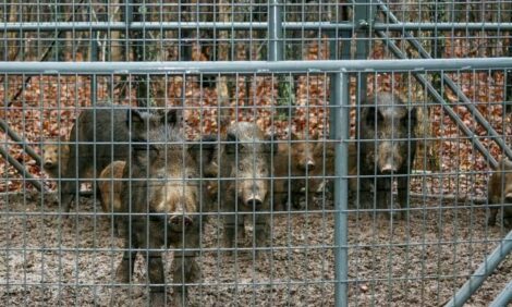 Treatments and prevention | The Pig Site