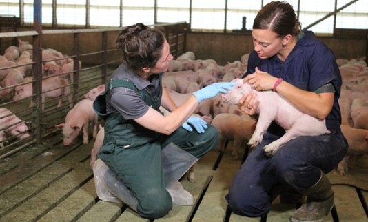 CIRCOVAC Found to Protect Piglets Against PCV2d | The Pig Site