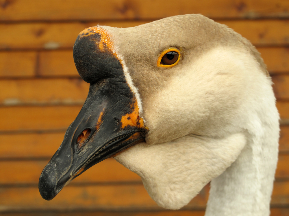 African Goose