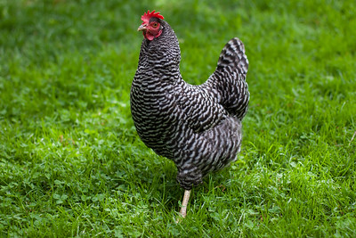 Dominiques - Chicken | The Poultry Site
