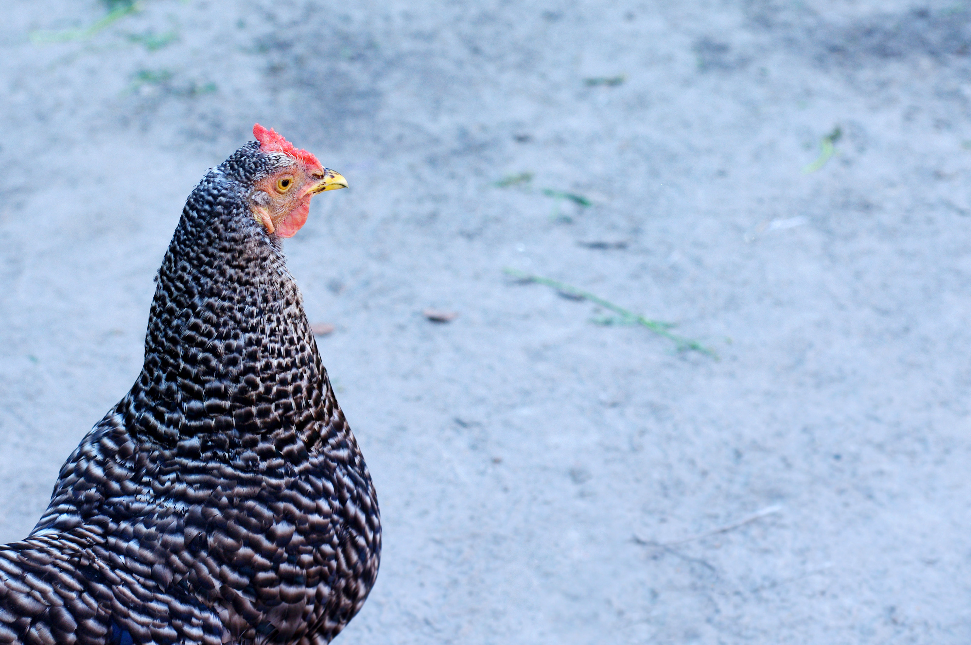 Ancona - Chicken | The Poultry Site