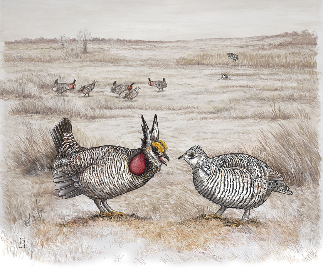 Genomic analyses of prairie chickens cast doubt on species ...