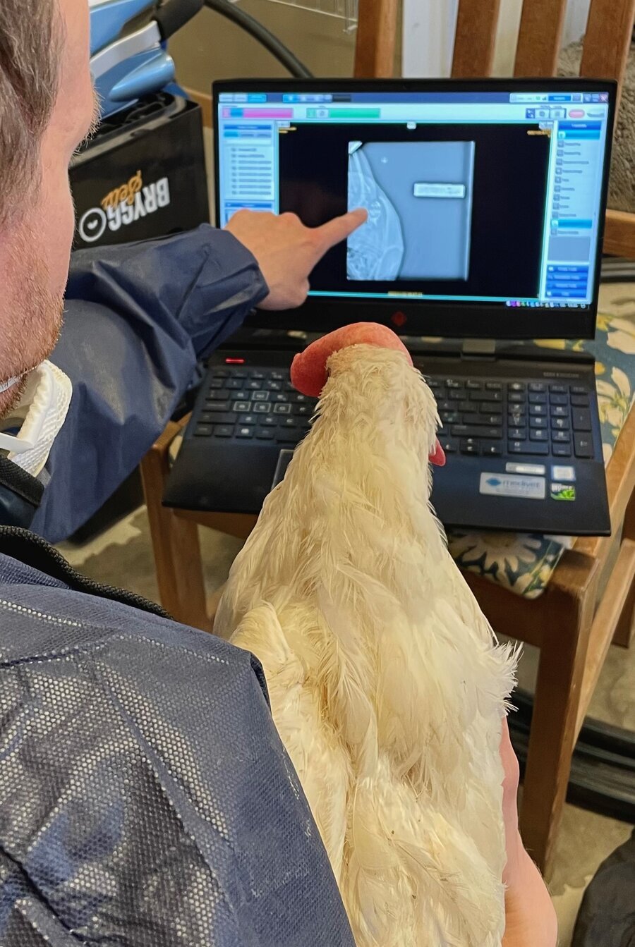 Research reveals causes of culling and mortality in Norwegian laying ...