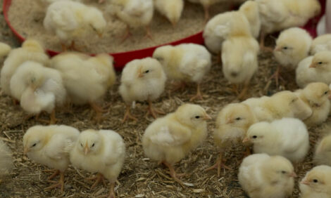Archer’s Poultry Farm is Building for the Future with New SmartPro ...