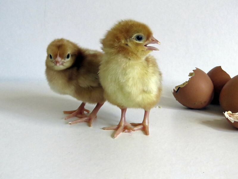 Brazil poultry genetic materials exports on the rise - ABPA ...