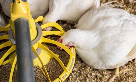 Aviagen Group's Decades of Breeding for Welfare & Sustainability | The Poultry Site