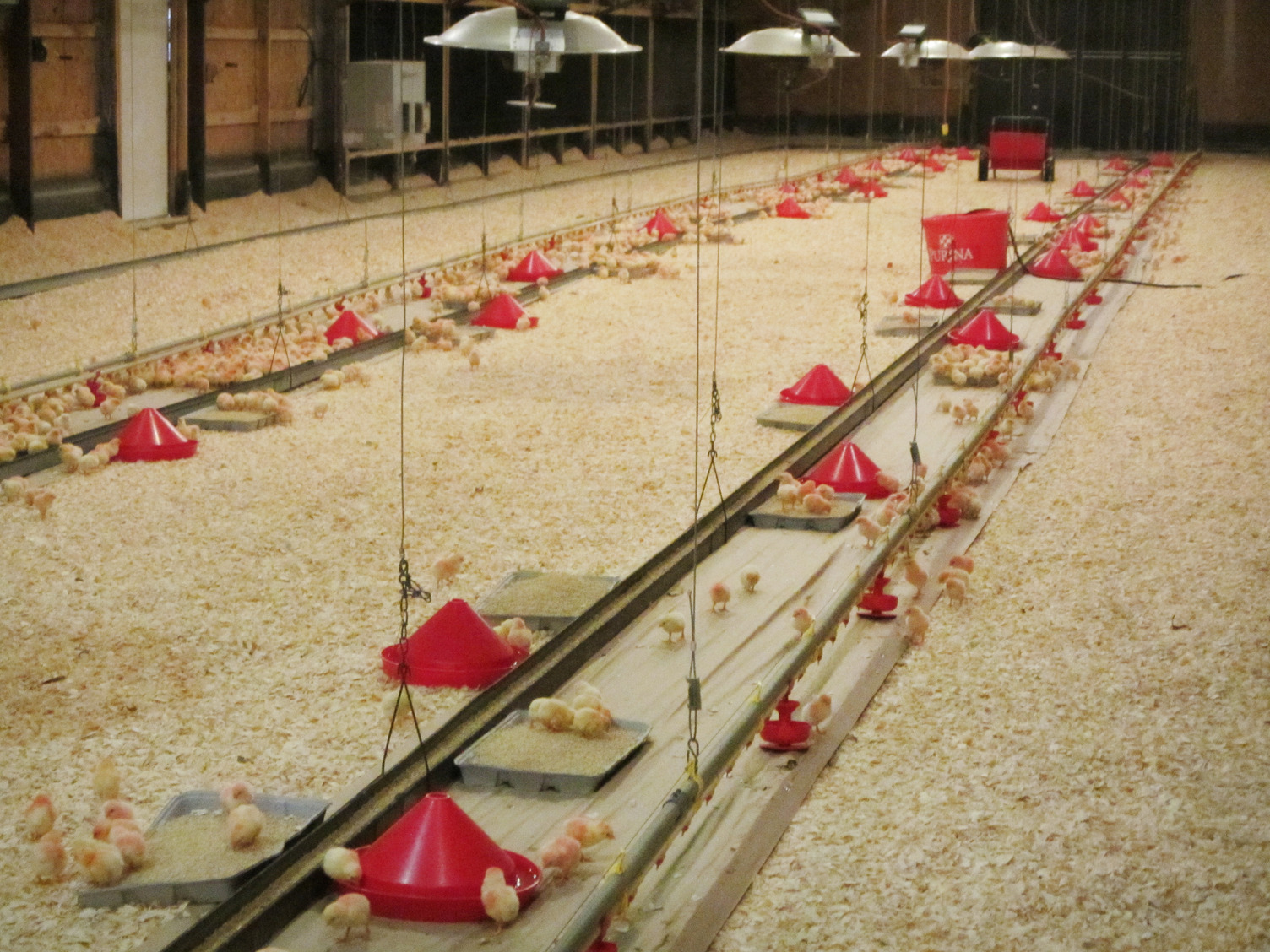 Cobb Breeder Administration Information: Breeder administration ...