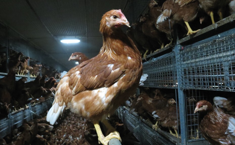 New indicators for monitoring success in pullet rearing | The Poultry Site