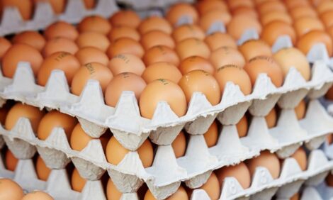 The Poultry Site | Home