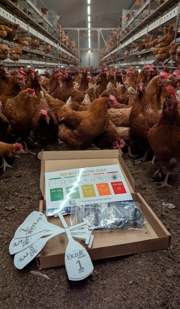 Red Mite Awareness Month aims to halt £100m UK poultry sector losses ...