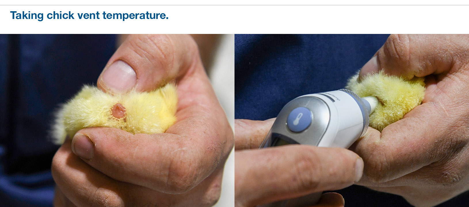 A guide for farm preparation, chick quality, placement, behaviour ...