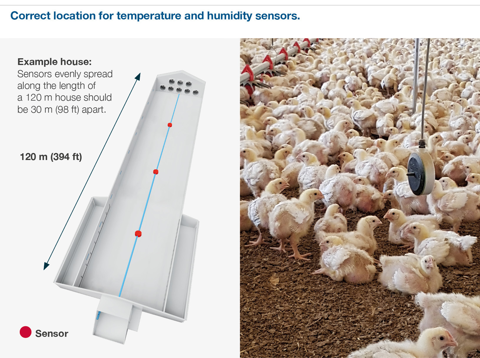 A guide for farm preparation, chick quality, placement, behaviour ...
