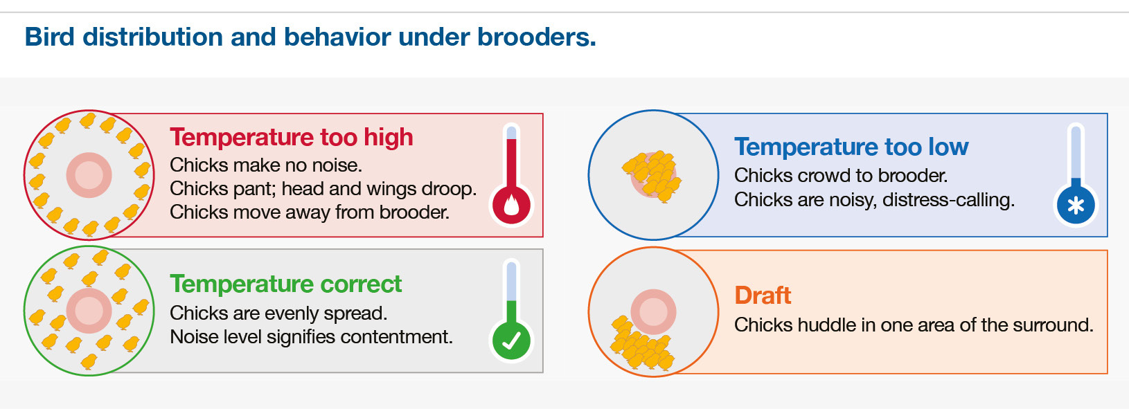 A guide for farm preparation, chick quality, placement, behaviour ...