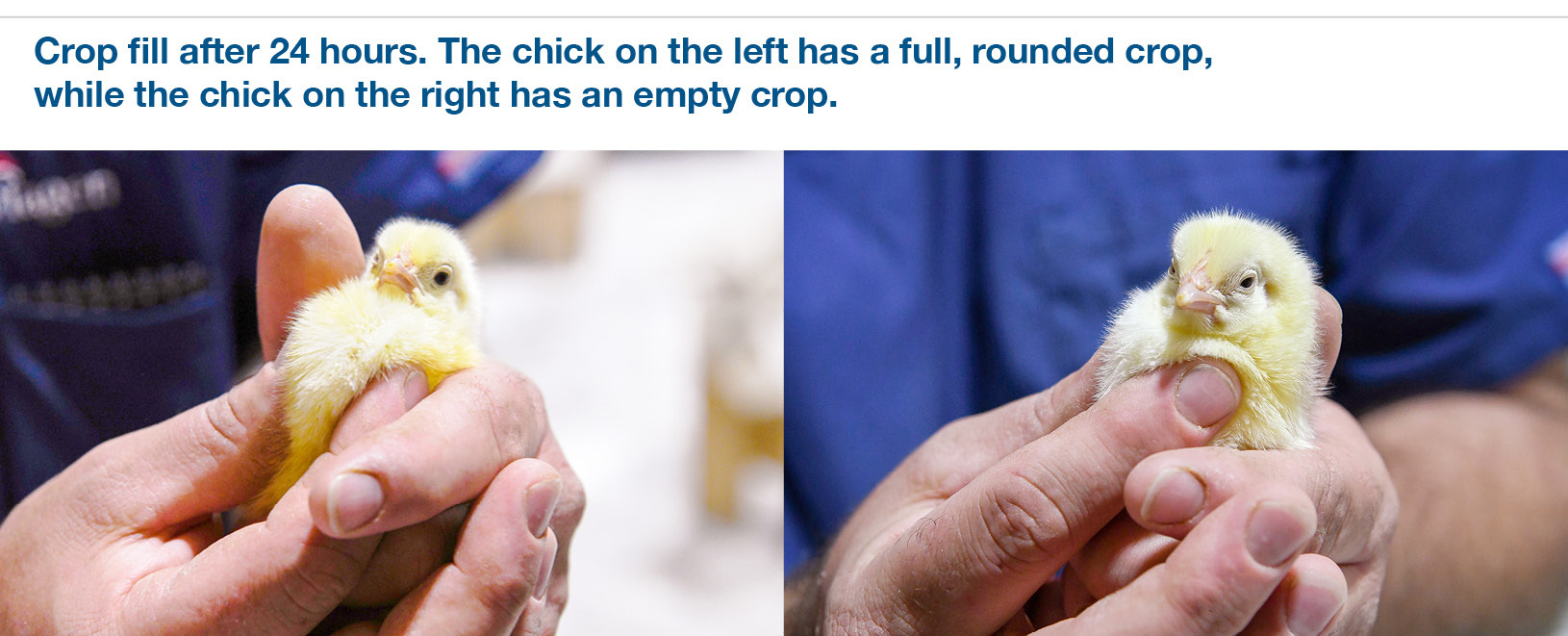 A guide for farm preparation, chick quality, placement, behaviour ...