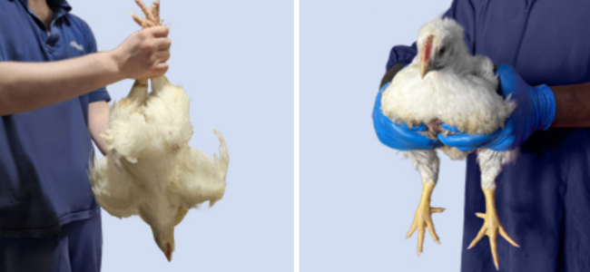 Pre-processing management procedures and recommendations for broiler chickens | The Poultry Site