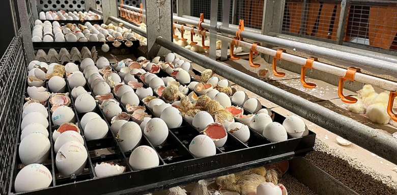 Egg production: from (hatching) egg to (commercial) egg – one aviary ...