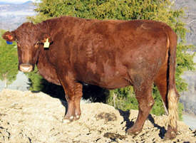 Devon | The Beef Site