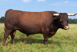 Milking Devon | The Cattle Site