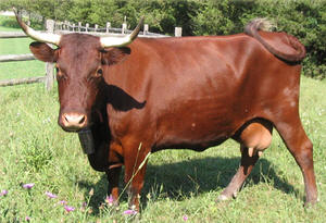 Milking Devon | The Cattle Site