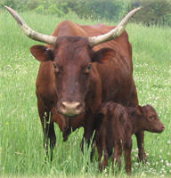 Milking Devon | The Dairy Site