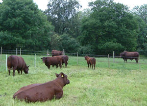 Sussex | The Cattle Site