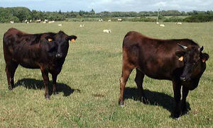 Wagyu | The Cattle Site