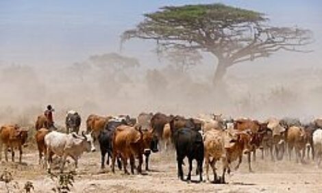 Using Heritability for Genetic Improvement | The Cattle Site